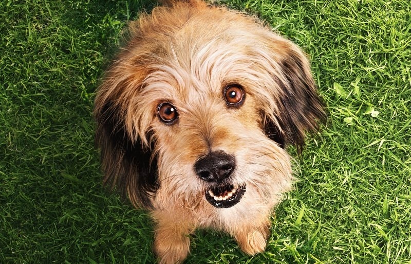 Netflix is unleashing a new dose of puppy affection in this trailer for ...