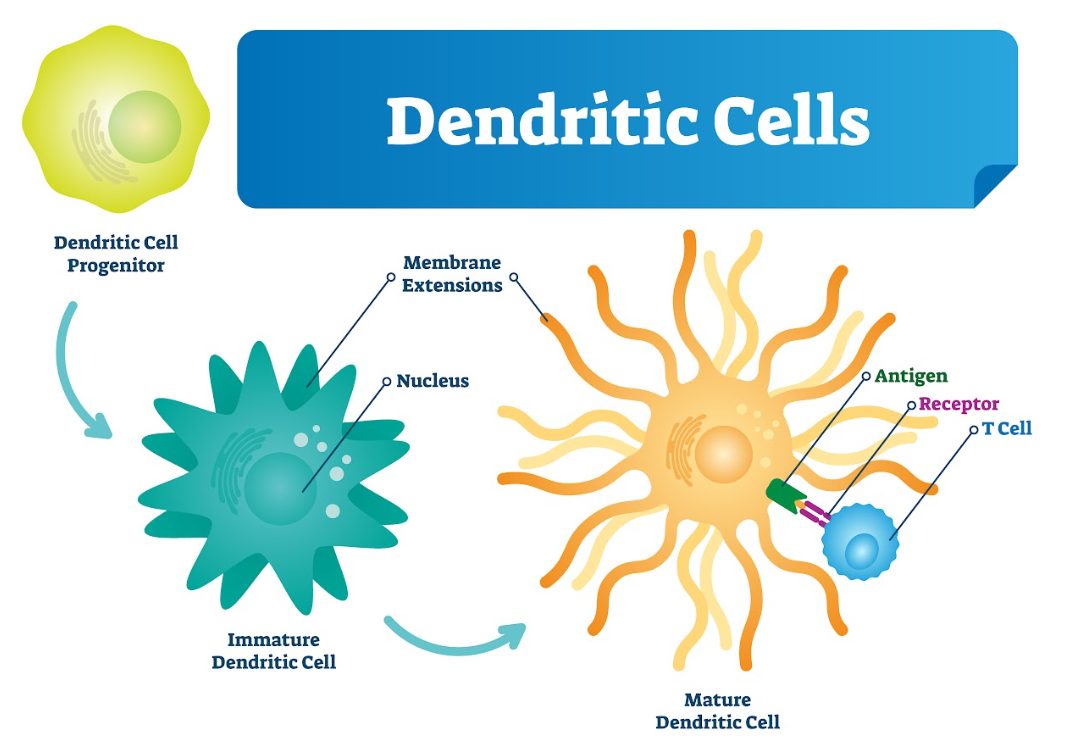 Immunotherapy with Dendritic Cells: Revolutionizing Cancer Treatment