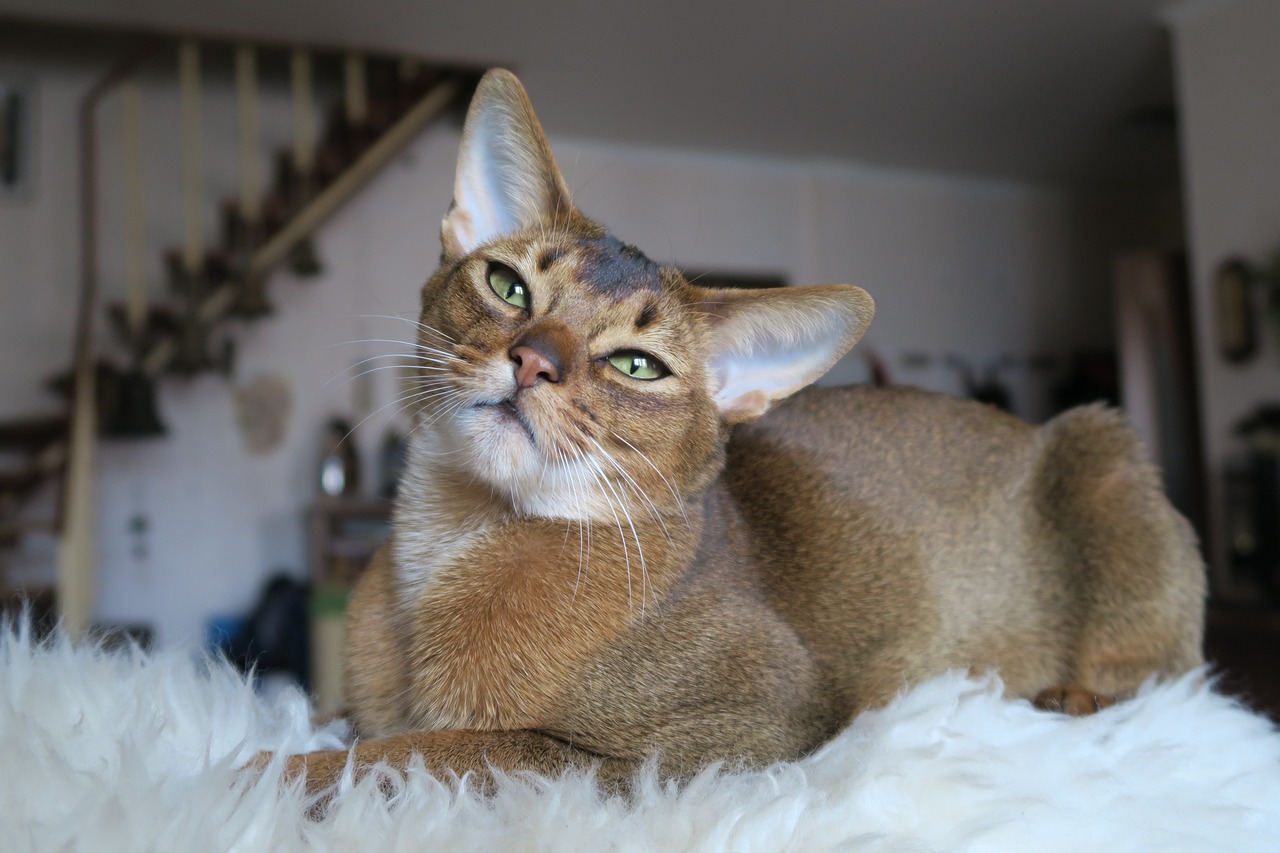 What to Expect from an Abyssinian Cat
