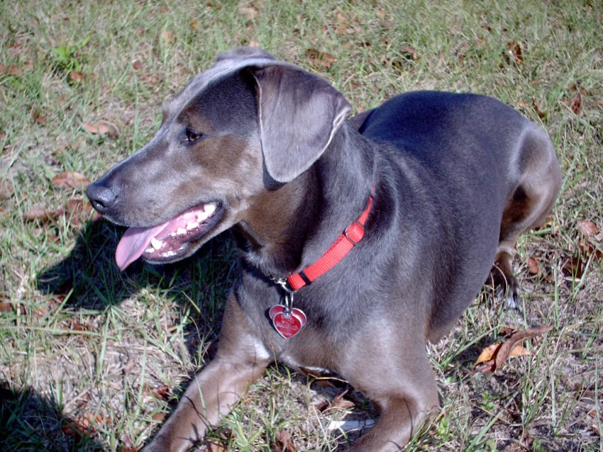 What Is the Texas State Dog? Everything You Need to Know
